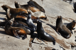 17 Best Things to Do in Ensenada on a Cruise [Port Guide] - Life Well ...